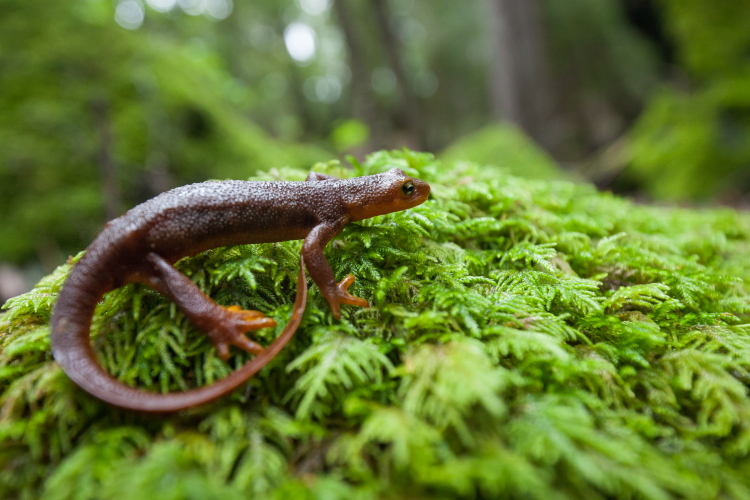 Rough-skinned Newt - Paul Zaretsky Photography