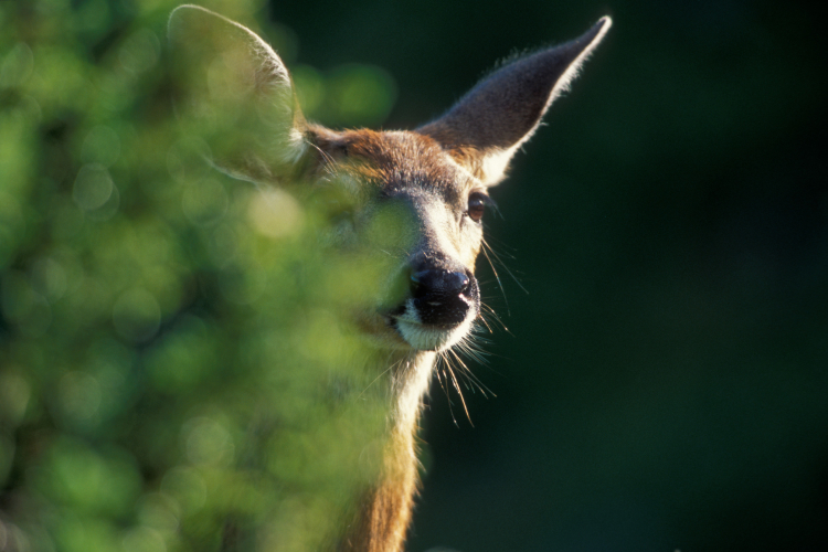 Wonder of the Black-tailed Deer, Mount Rainier National Park ...