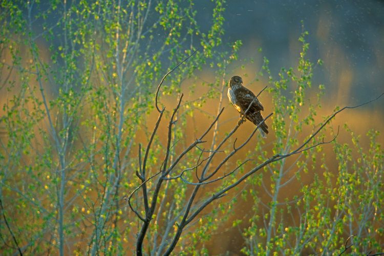 Northern Harrier - Paul Zaretsky Photography