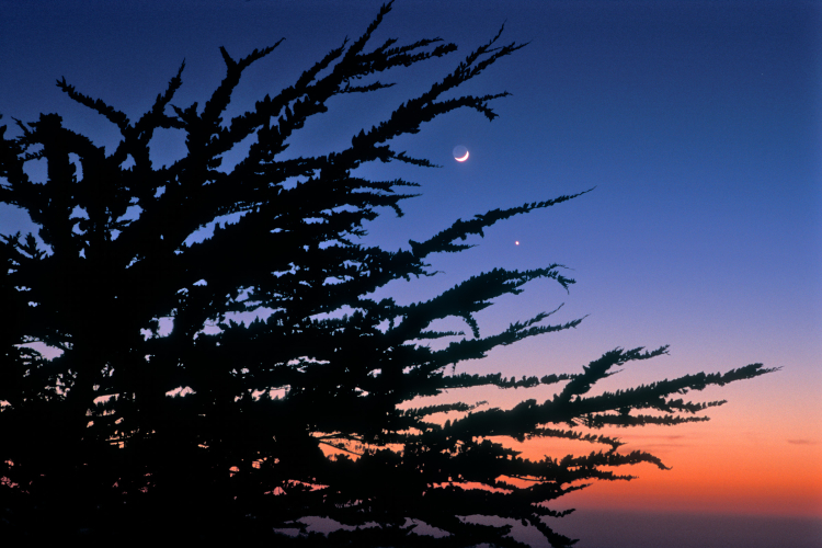 Twilight Moon and Cypress - Paul Zaretsky Photography