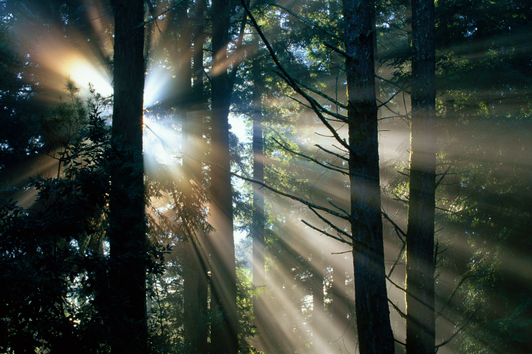 Sunburst - Paul Zaretsky Photography
